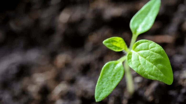 Forja significado bíblico