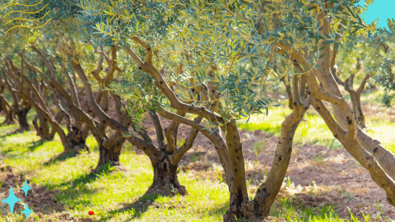 Salmo 89: Estudo dos principais versículos explicados