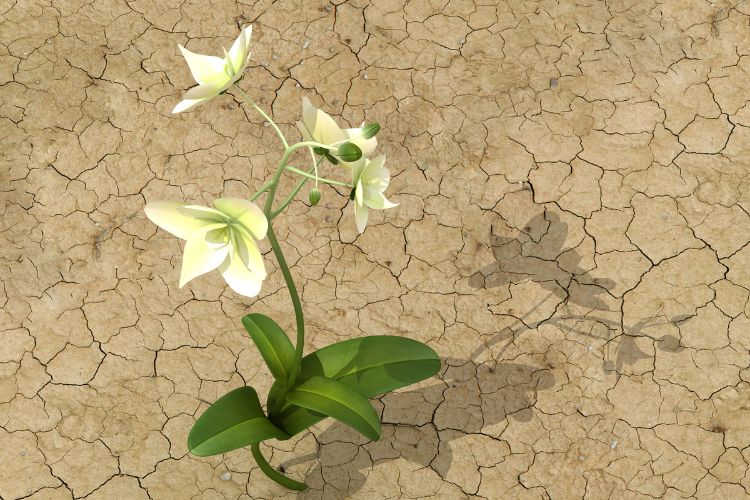 Sede de Deus em terra seca - Pregação Salmo 63