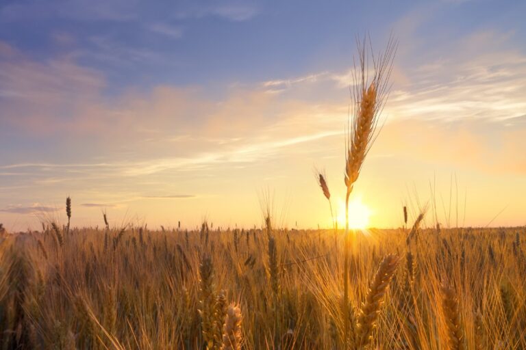 Parábola do Joio e do Trigo: Significado, Explicação e Lições