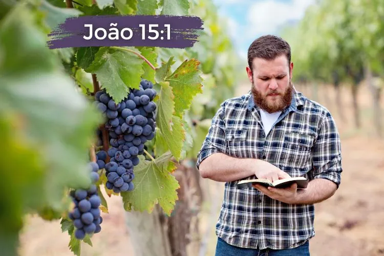 João 15:1 Significado de Jesus disse "Eu sou a videira verdadeira"